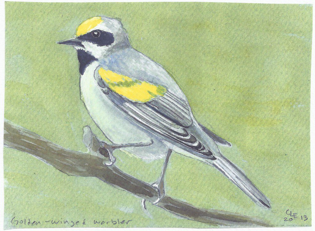 Quick tips for sketching backyard birds