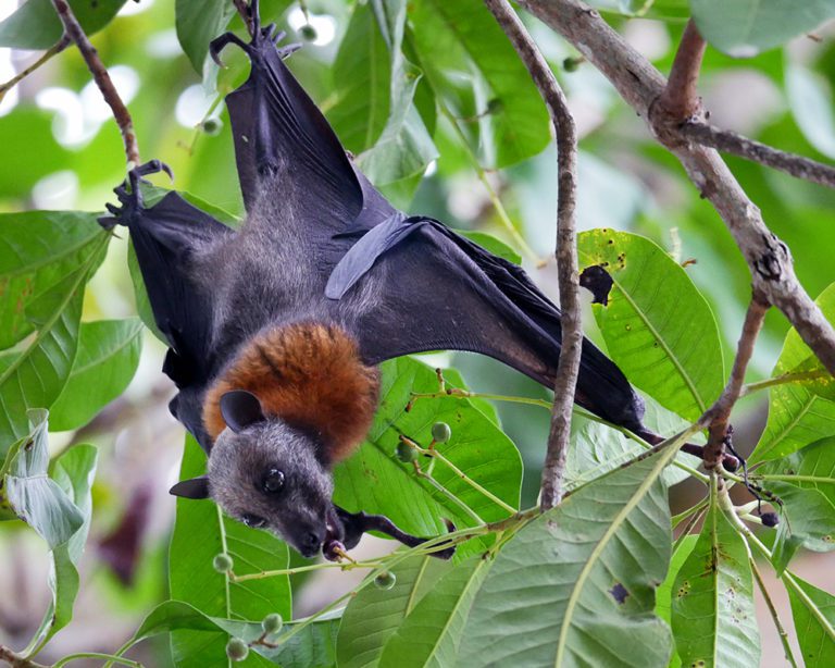 Batty About Bats! - Christine Elder