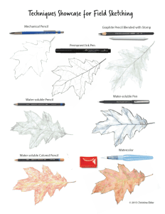 Introduction to Nature Sketching Course - Christine Elder