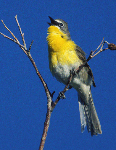 Identifying Warblers - Christine Elder