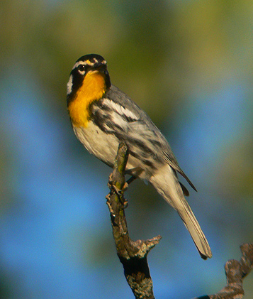 Identifying Warblers - Christine Elder