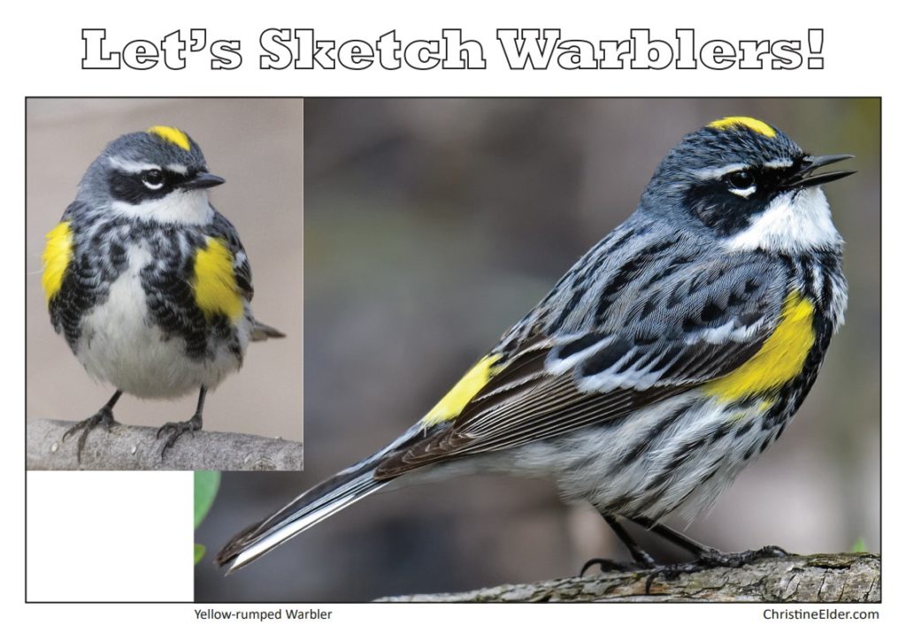 How to Sketch Warblers