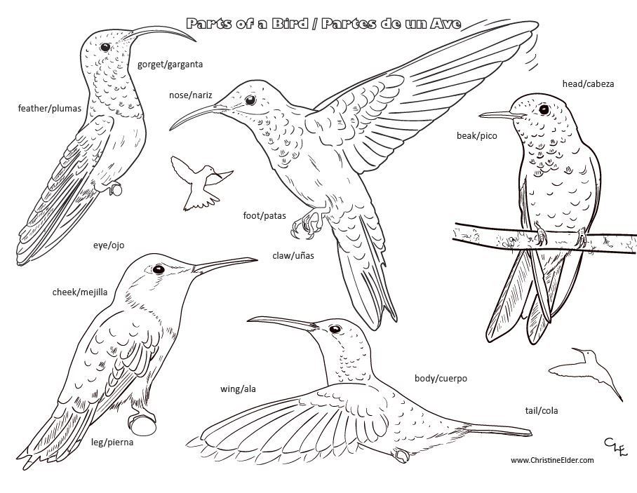 Bird Coloring Pages for Kids - Christine Elder