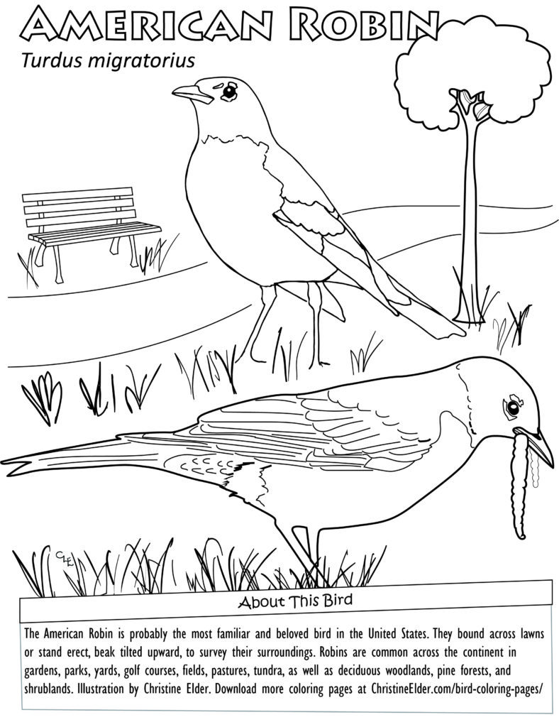 Bird Coloring Pages for Kids - Christine Elder