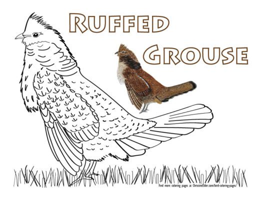 Bird Coloring Pages for Kids - Christine Elder