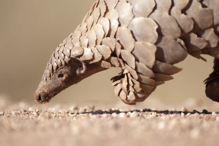 World Pangolin Day