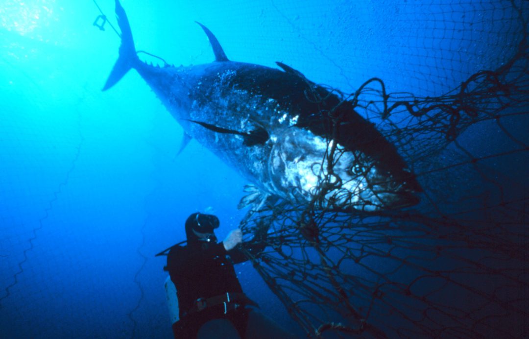 The Mighty Bluefin Tuna - Christine Elder