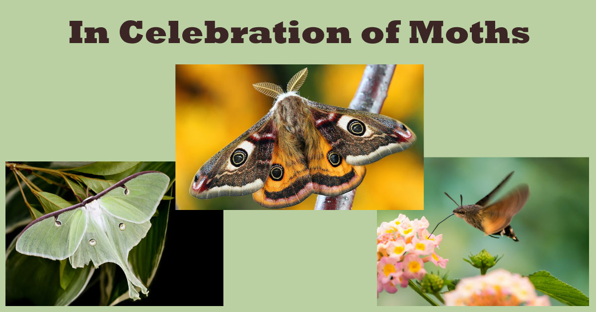 In Celebration of Moths - Christine Elder