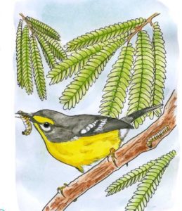 Identifying Warblers - Christine Elder