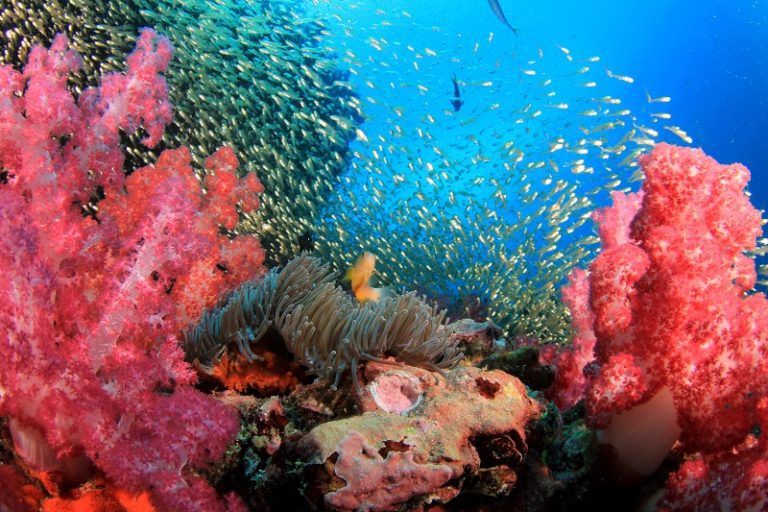 Celebrate Seahorses! - Christine Elder