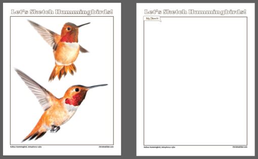 Let's Draw Rufous Hummingbirds! - Christine Elder