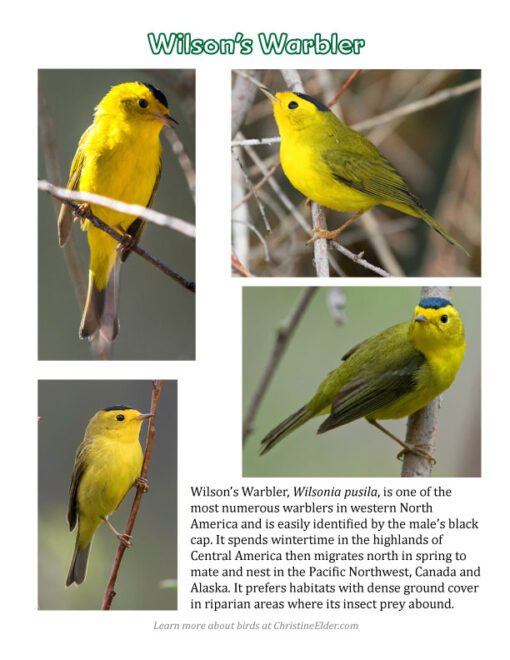 Identifying Warblers - Christine Elder