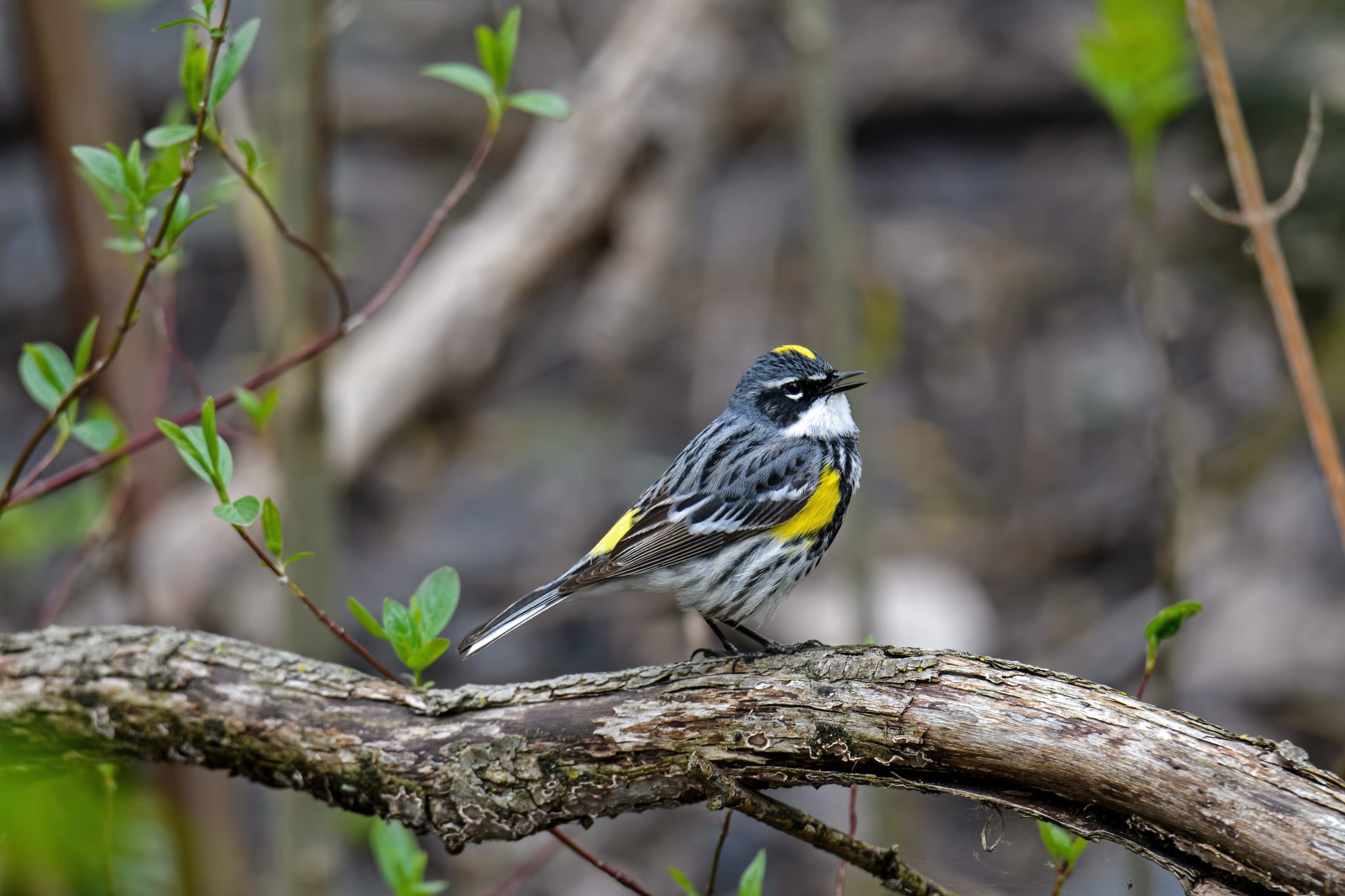 Identifying Warblers - Christine Elder
