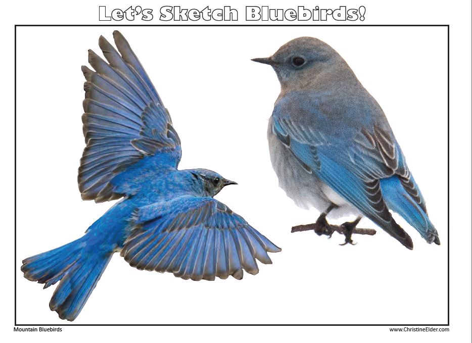 Drawing Bluebirds - Christine Elder