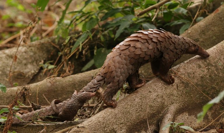 World Pangolin Day