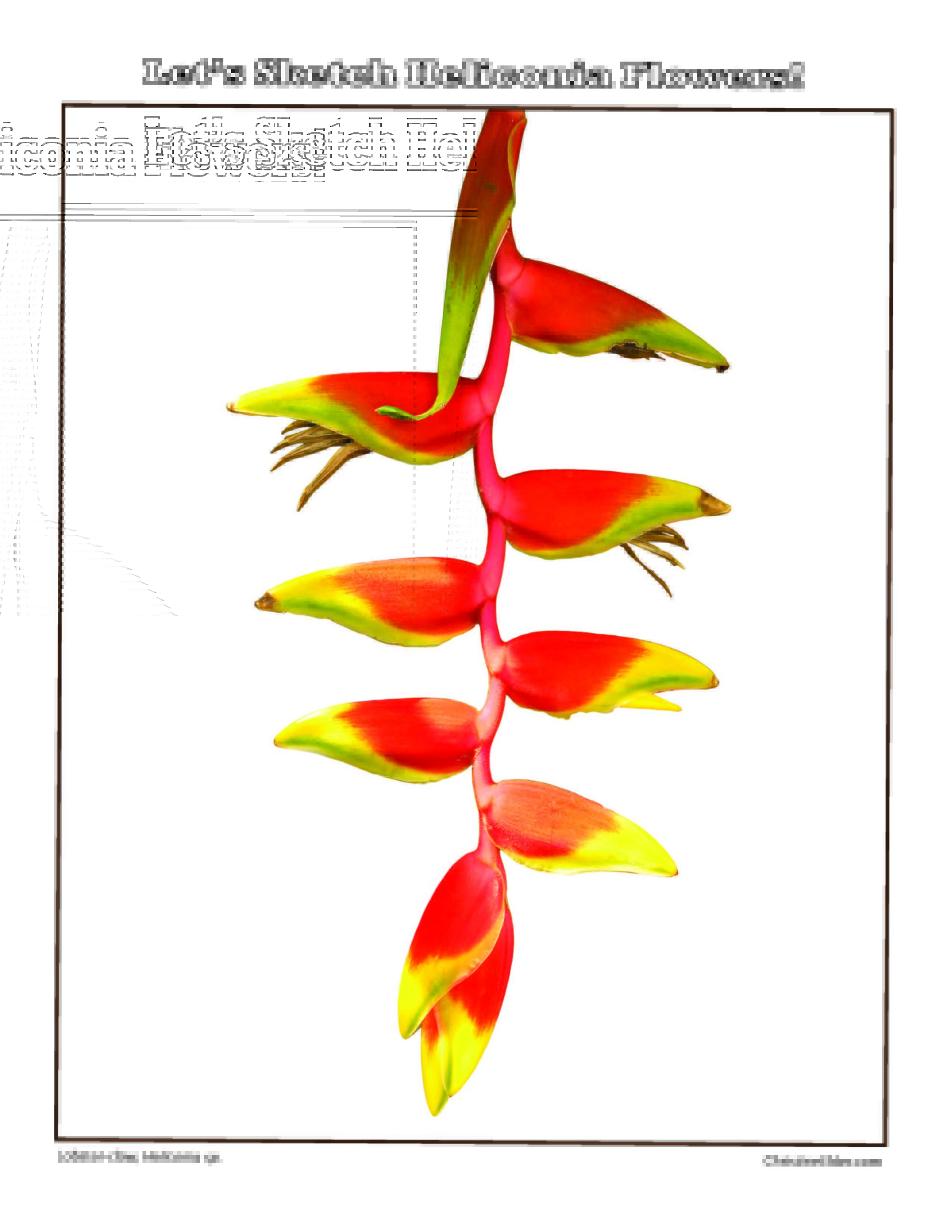 Painting a Heliconia