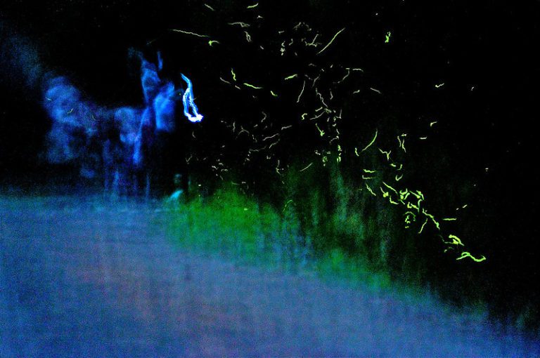 All About Fireflies