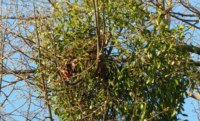 Mistletoe Musings - Christine Elder