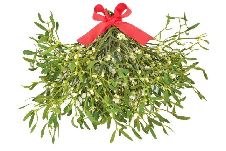 Mistletoe Musings - Christine Elder
