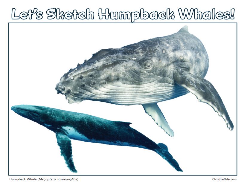 Celebrating Whales - Christine Elder