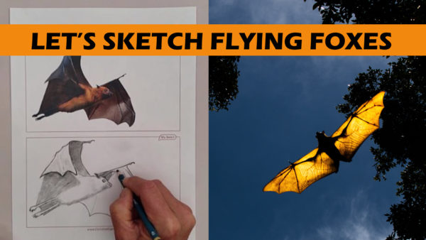 Sketching a Flying Fox! - Christine Elder