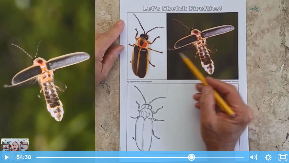 How to Sketch Fireflies - Christine Elder