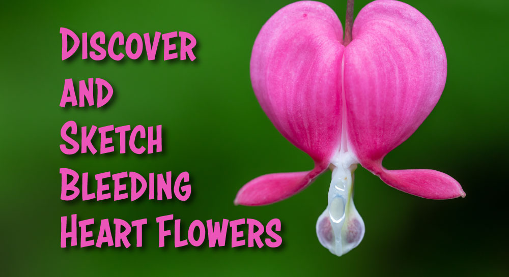 Bleeding Heart Flowers