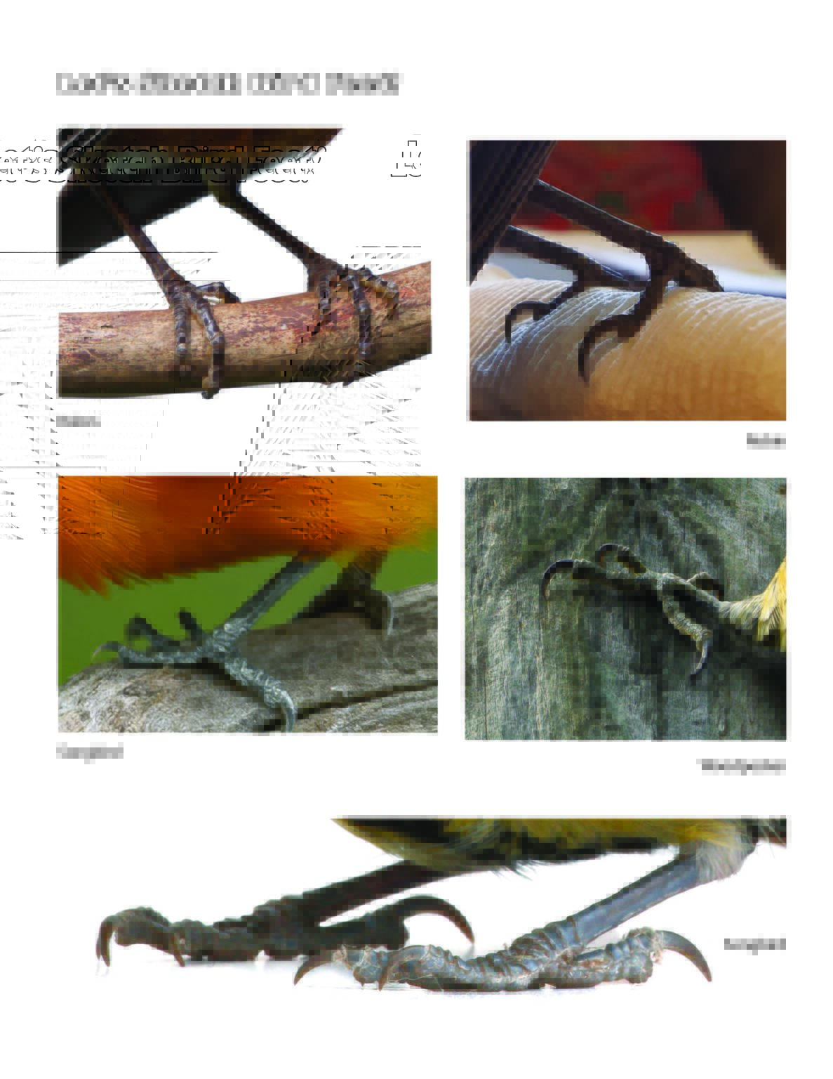 Bird Legs and Feet - Christine Elder