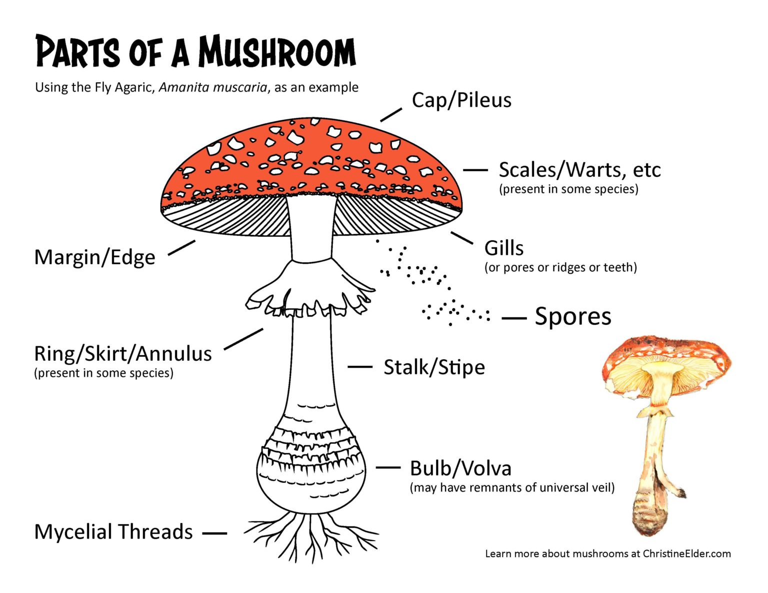 Mushroom Spore Prints - Christine Elder