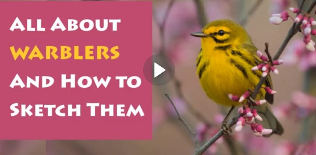 Identifying Warblers - Christine Elder